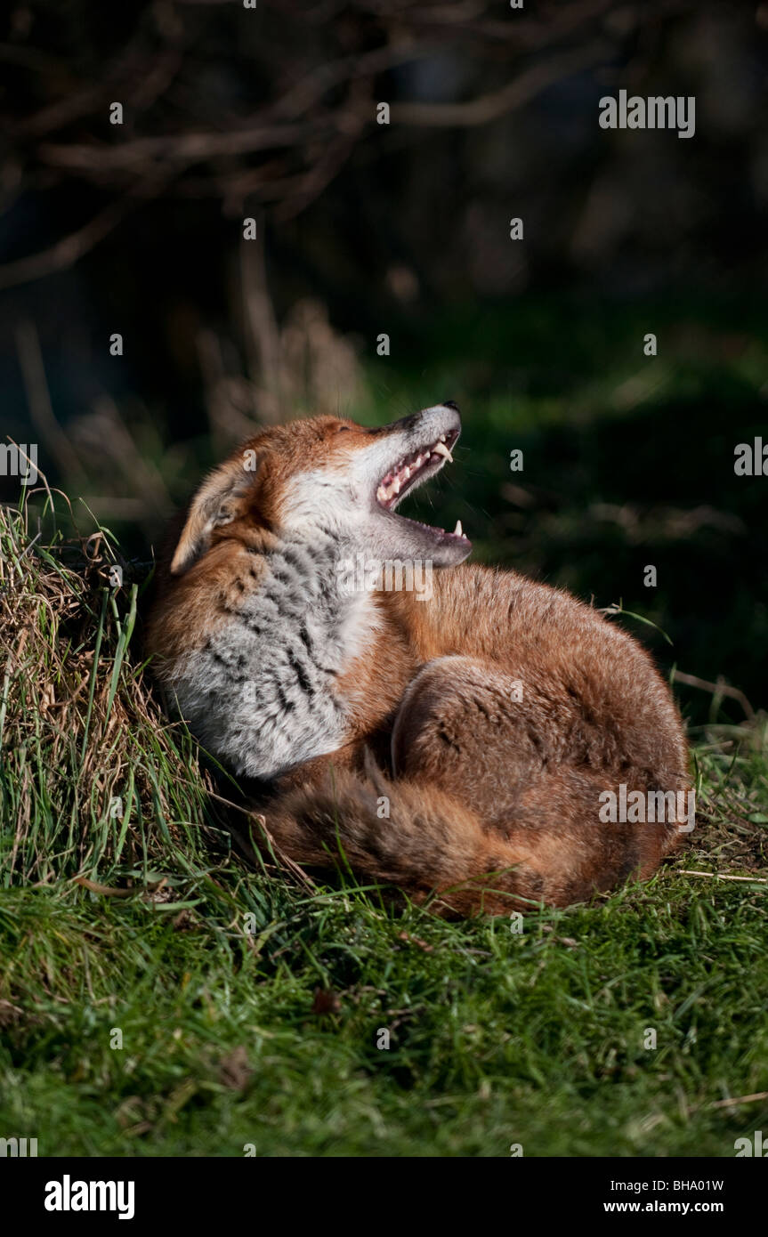 Fox teeth hi-res stock photography and images - Alamy