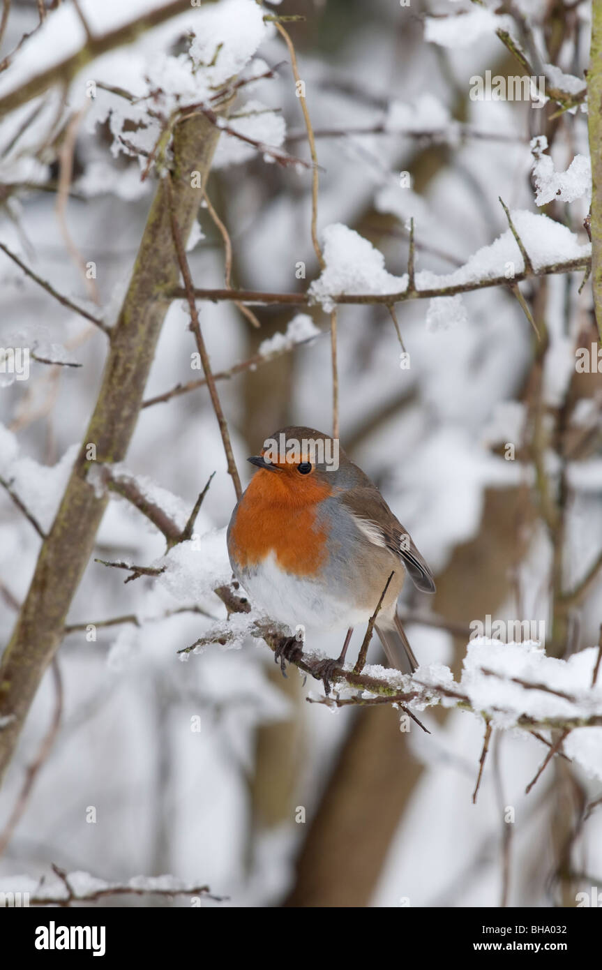 Robin in the snow Stock Photo - Alamy