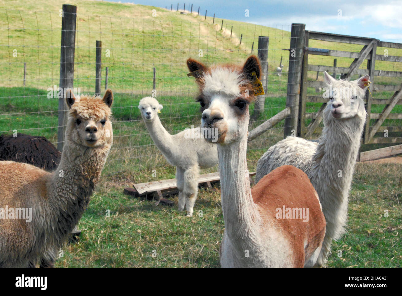 Female Alpacas in Waitakere, North Island, New Zealand Stock Photo - Alamy