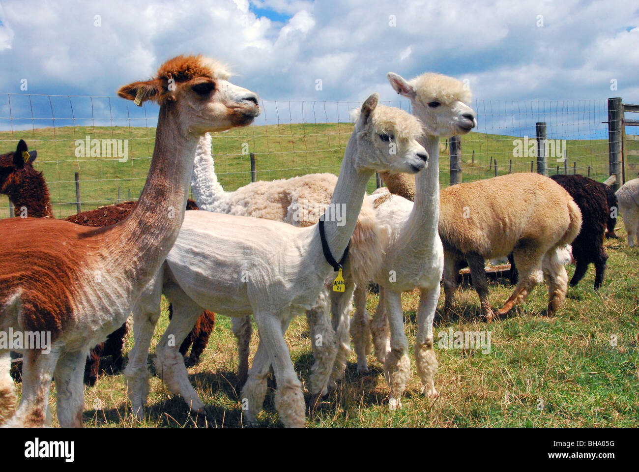 Female Alpacas in Waitakere, North Island, New Zealand Stock Photo - Alamy