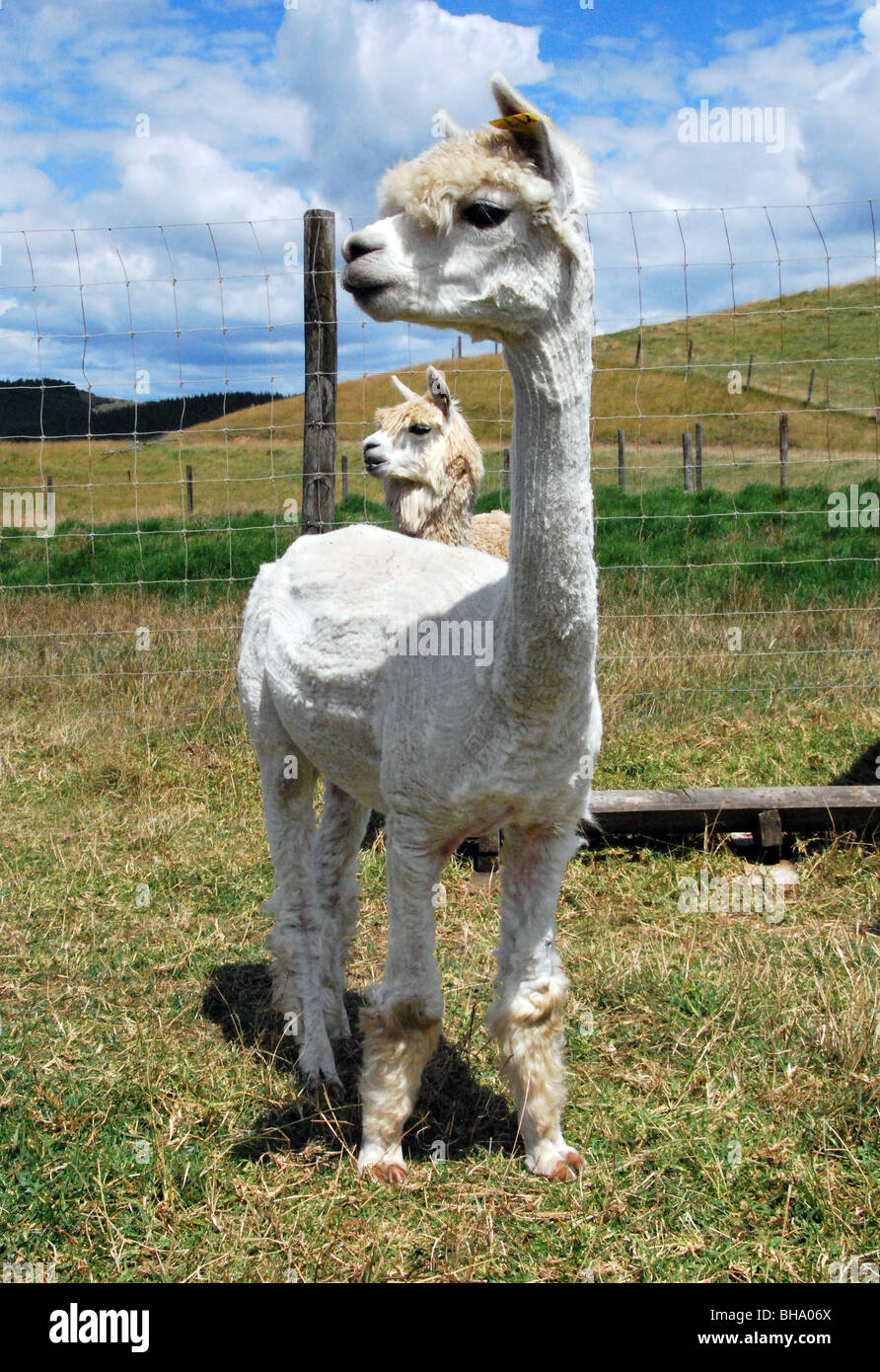 Female Alpacas in Waitakere, North Island, New Zealand Stock Photo - Alamy
