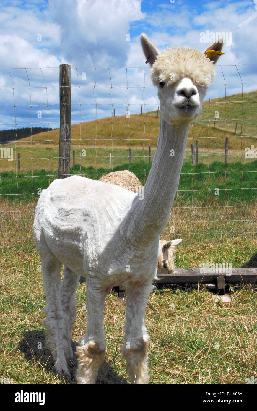 Island alpaca hi-res stock photography and images - Alamy