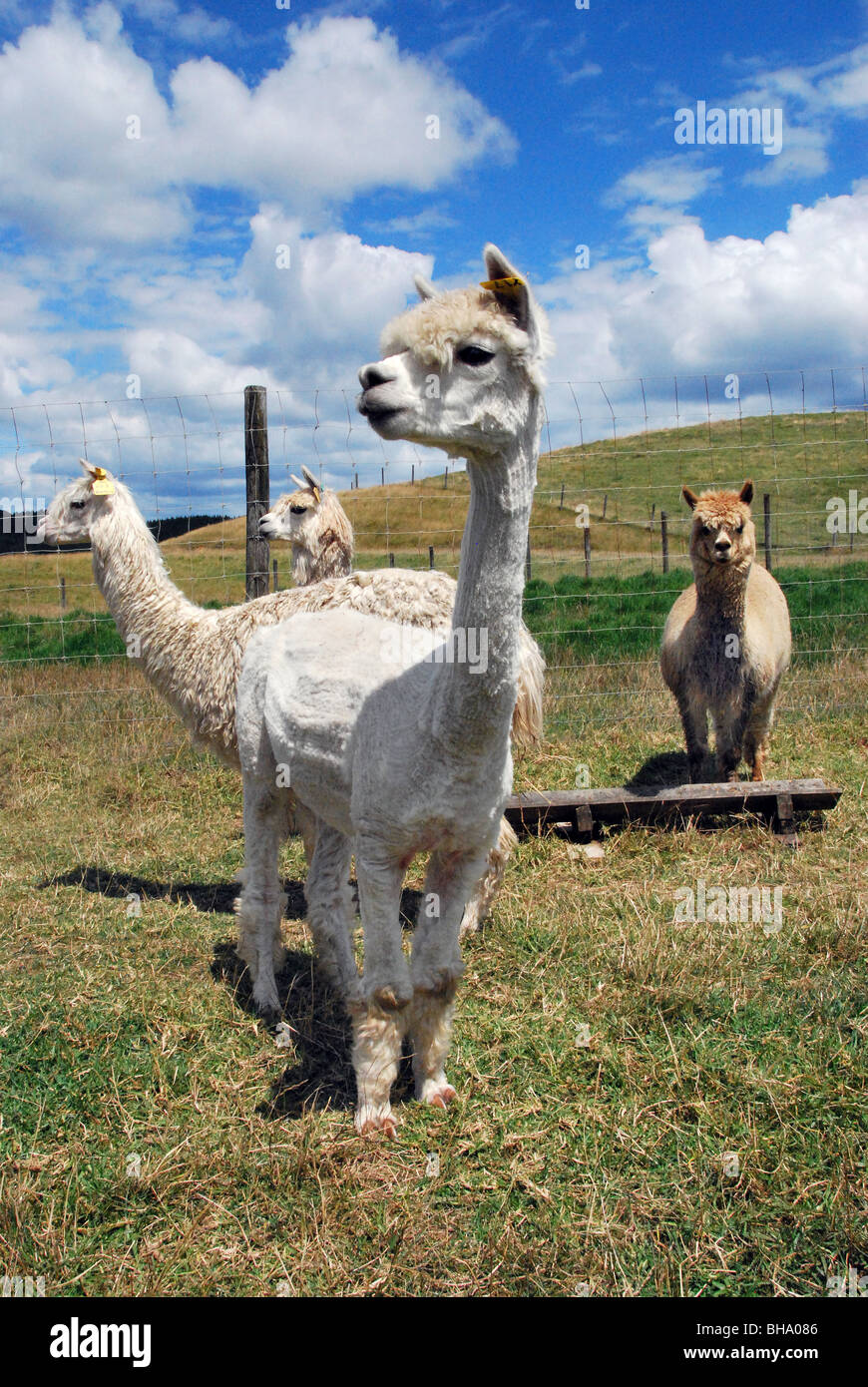 Female Alpacas in Waitakere, North Island, New Zealand Stock Photo - Alamy