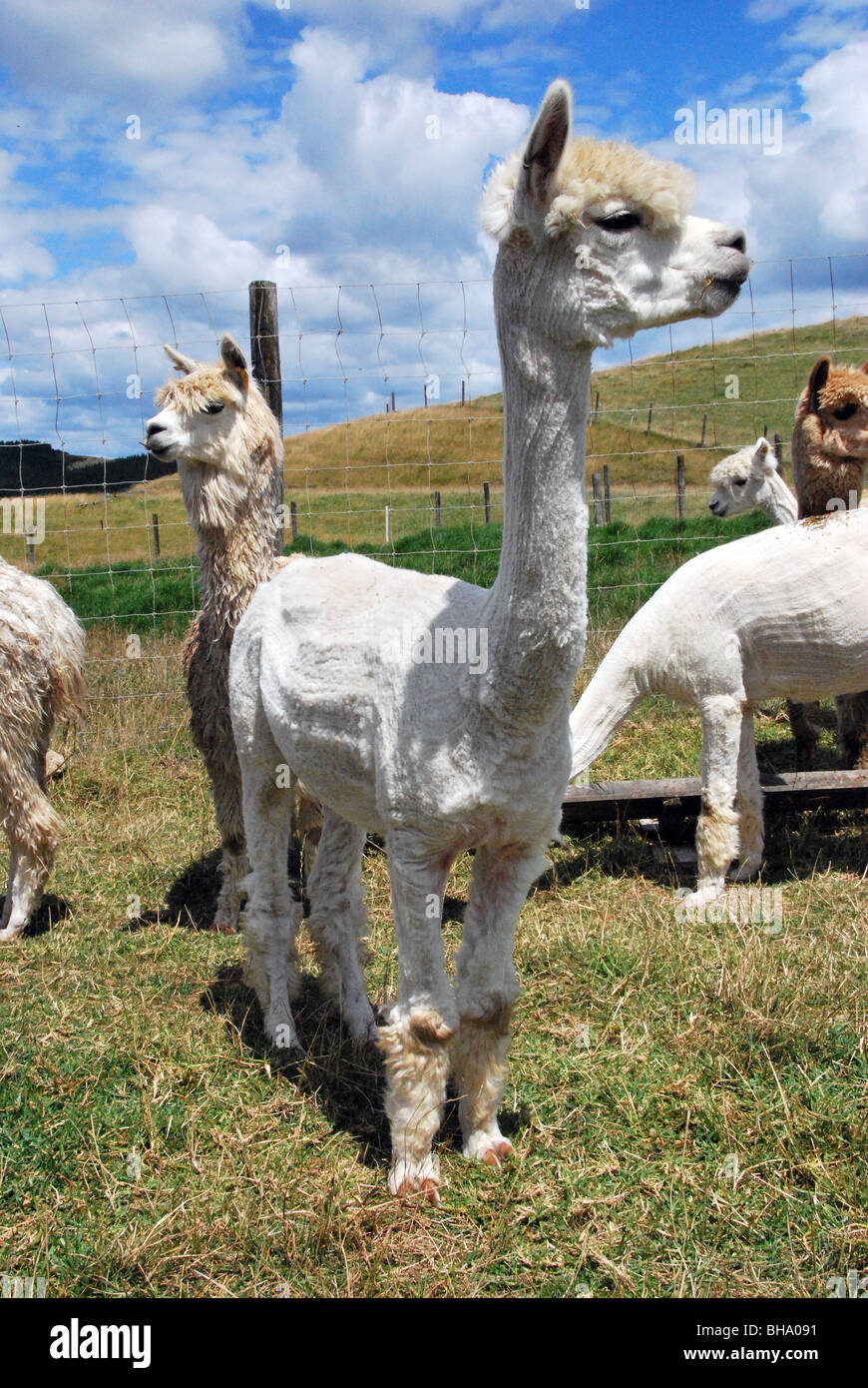 Female Alpacas in Waitakere, North Island, New Zealand Stock Photo - Alamy