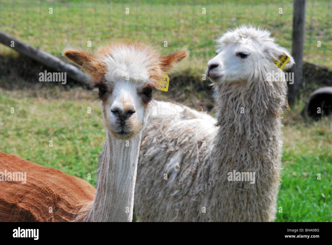 Female Alpacas in Waitakere, North Island, New Zealand Stock Photo - Alamy