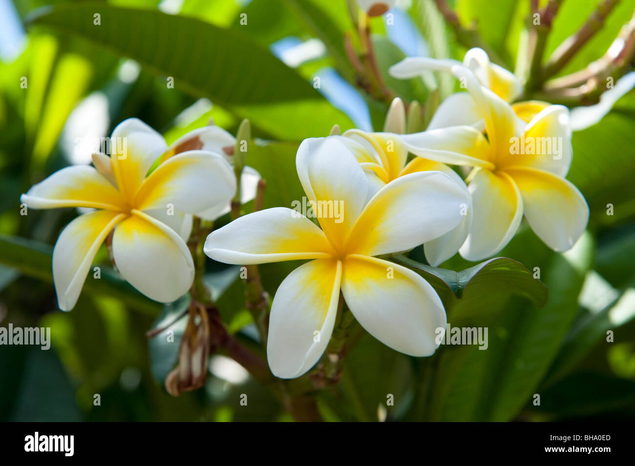 Bermuda flowers hi-res stock photography and images - Alamy