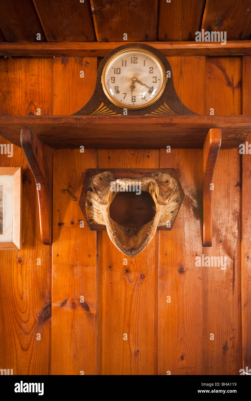 CLOCK AND HEAD OF MUSKIE MOUNTED ON WALL OF OLD RUSTIC CABIN Stock ...