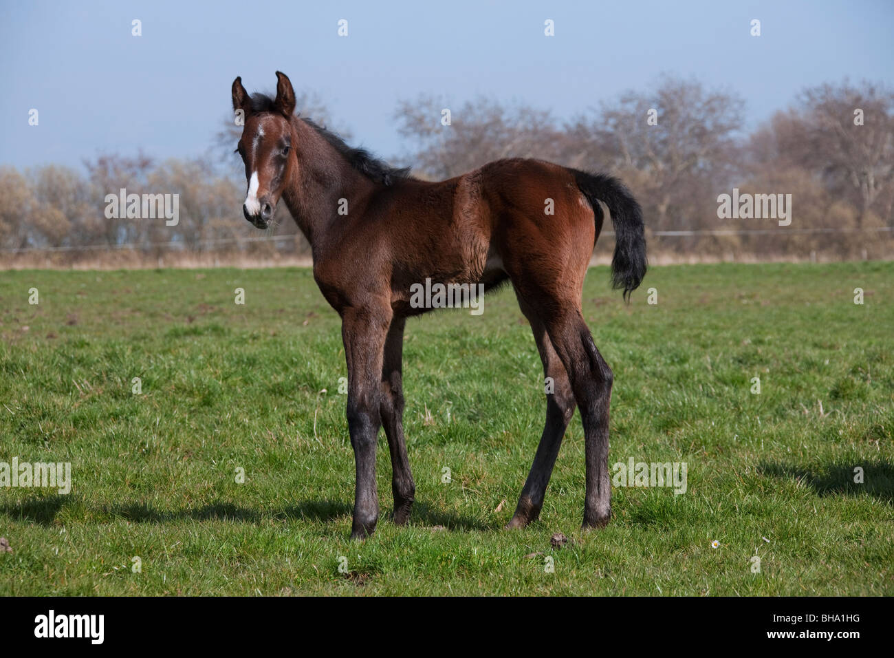 Holsteiner horse portrait hi-res stock photography and images - Alamy