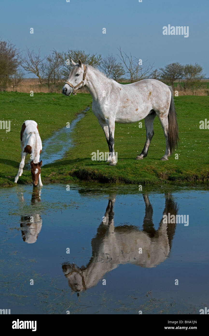 White horse (Equus caballus) foal drinking and mare reflection in water ...
