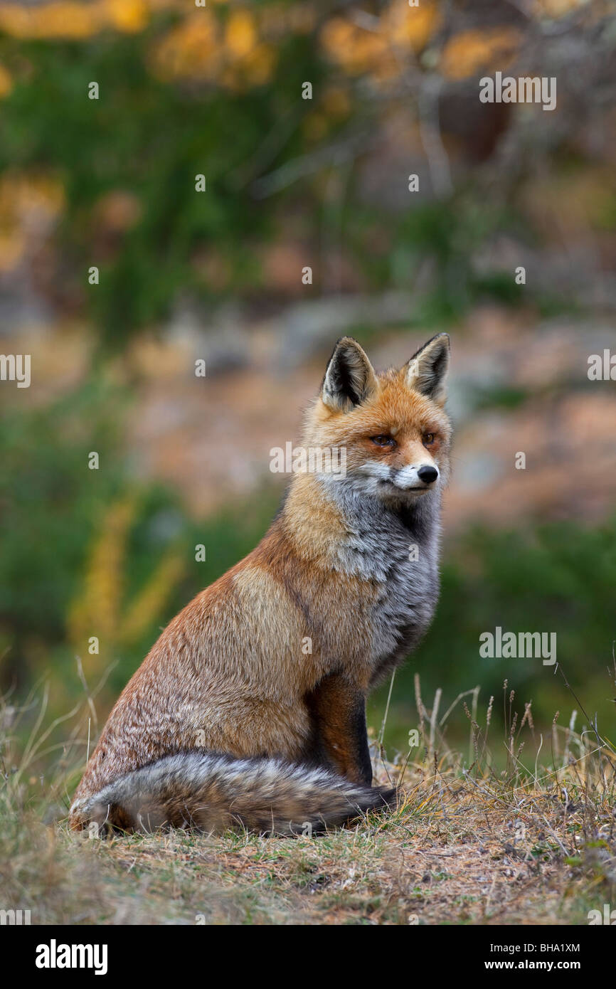 Fox portraits hi-res stock photography and images - Alamy