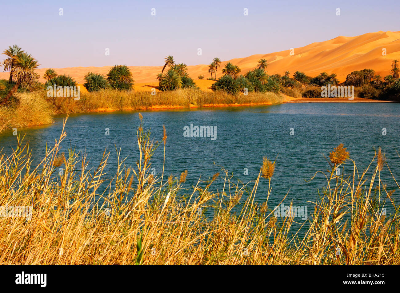At the desert lake Um el Maa in the Awbari sand sea, Sahara desert ...