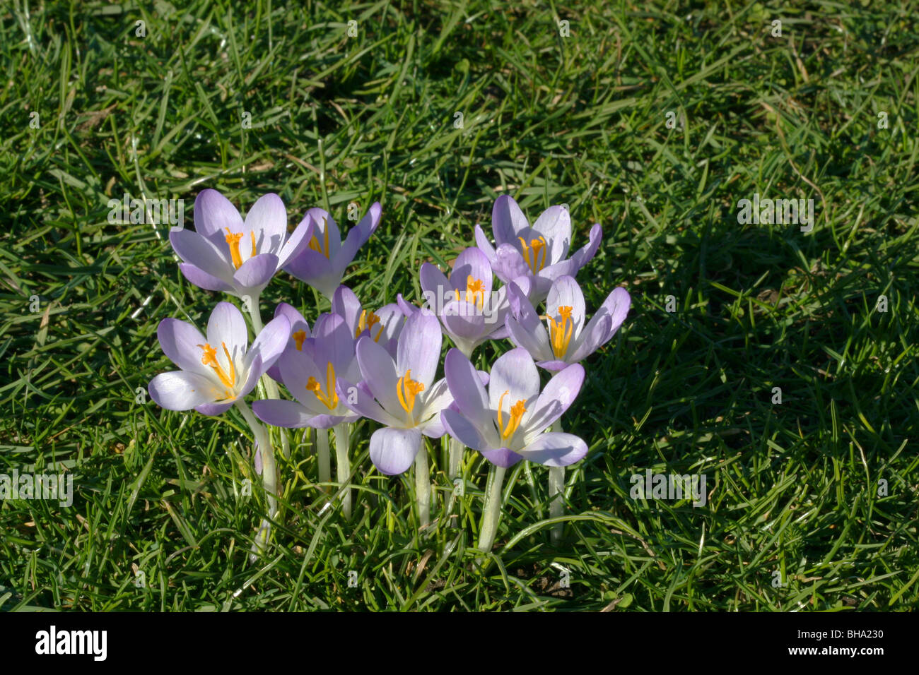 Pink flowering bulbs hi-res stock photography and images - Alamy