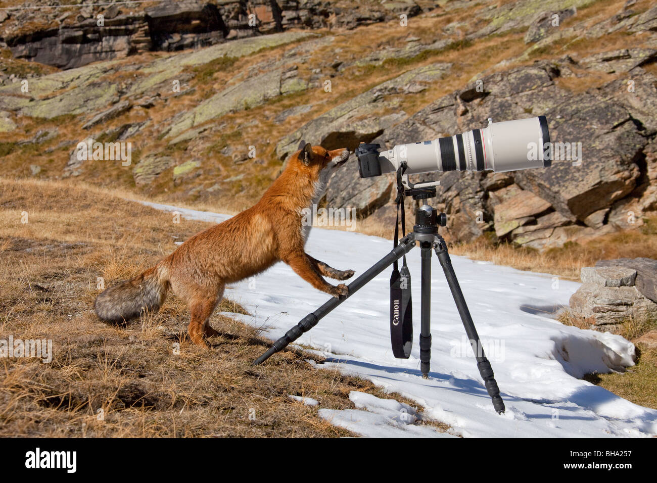Curious Red fox (Vulpes vulpes) looking through camera in the mountains ...
