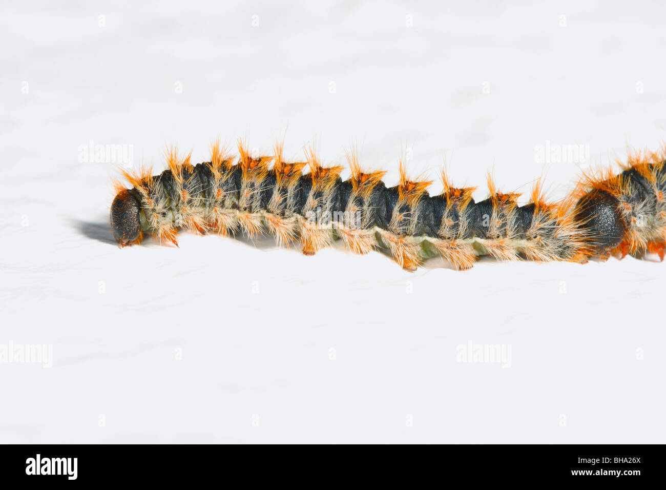 The pine processionary moth hi-res stock photography and images - Alamy