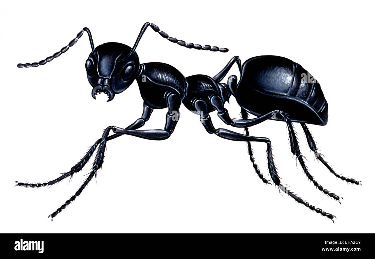 Ant illustration Cut Out Stock Images & Pictures - Alamy