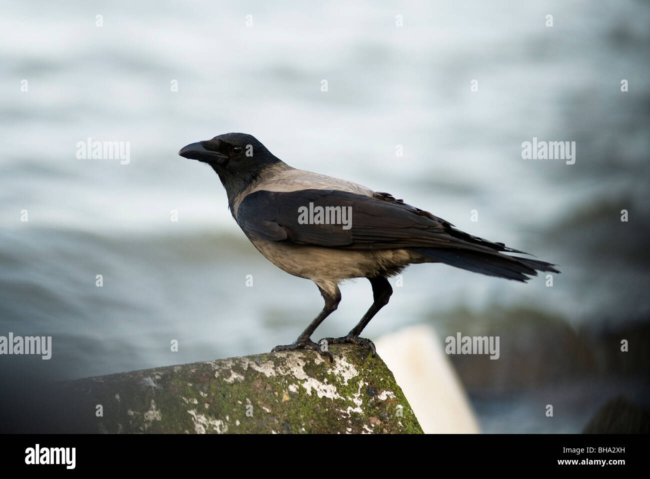 Endothermic reaction hi-res stock photography and images - Alamy