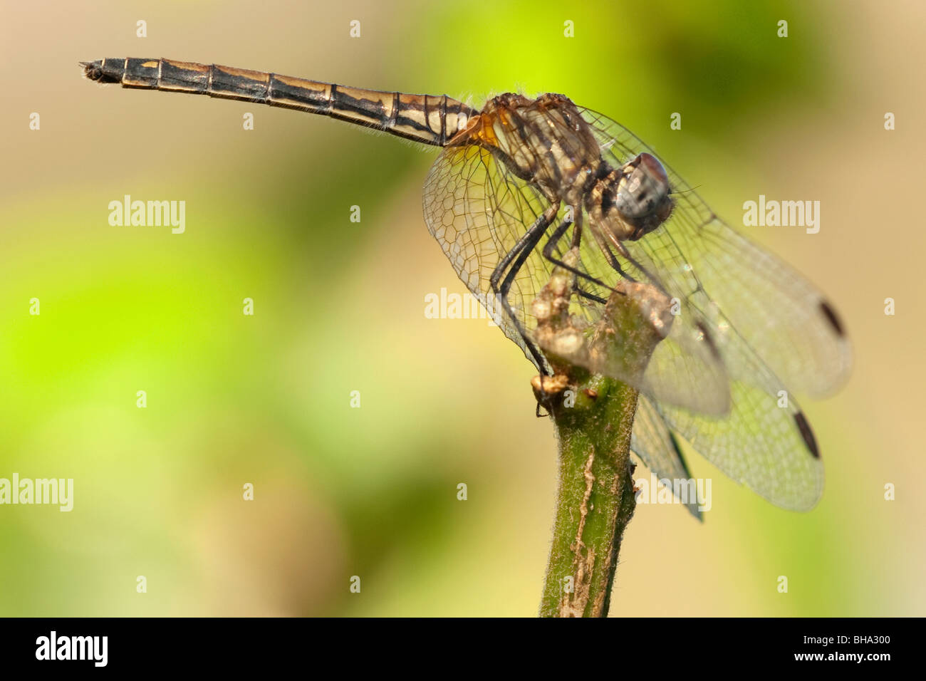 Friendly Hawker Aeshna miniscula dragonfly damselfly insect African ...