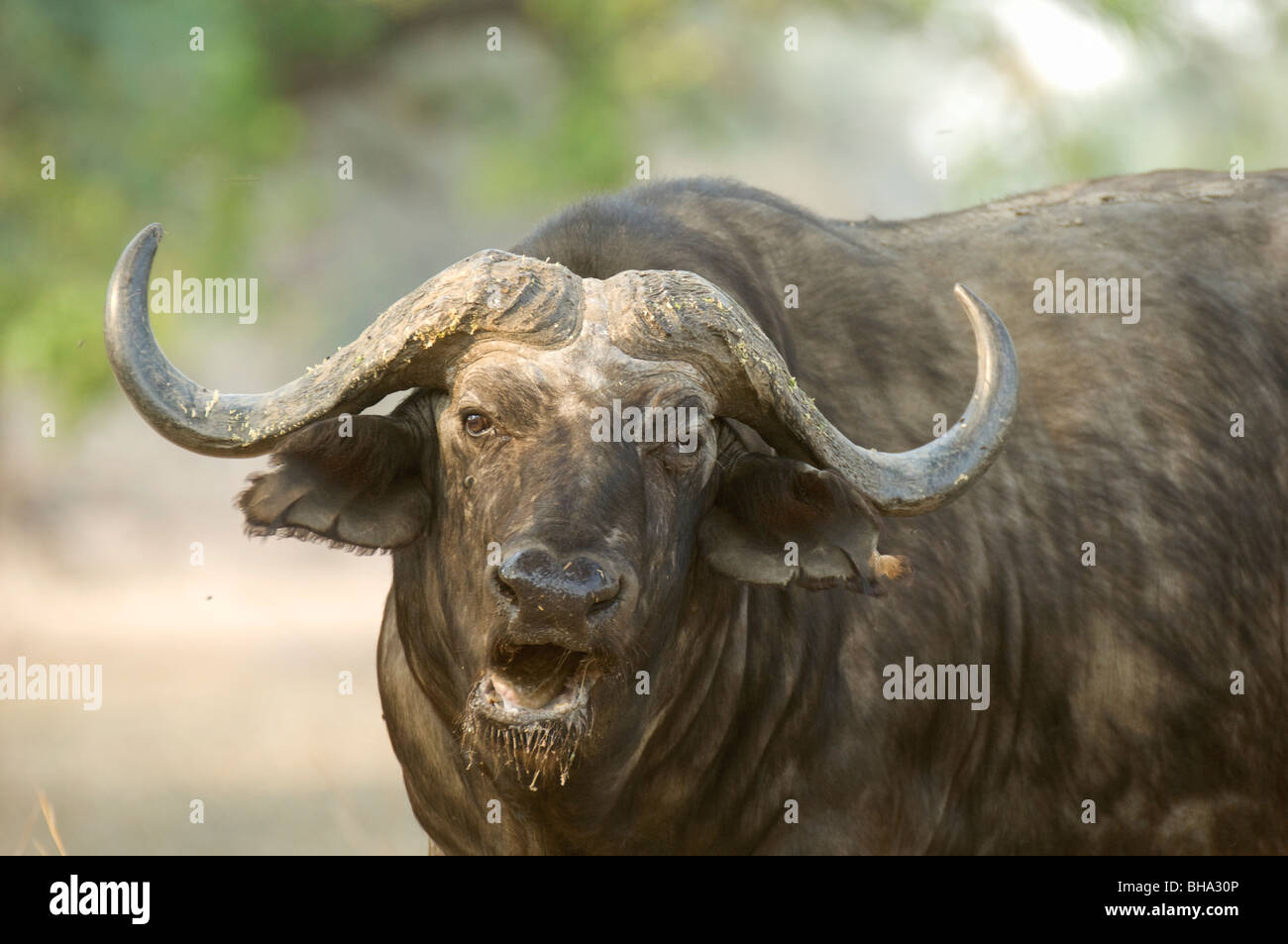 Buffalo in Zimbabwe's Mana Pools National Park Africa Stock Photo - Alamy