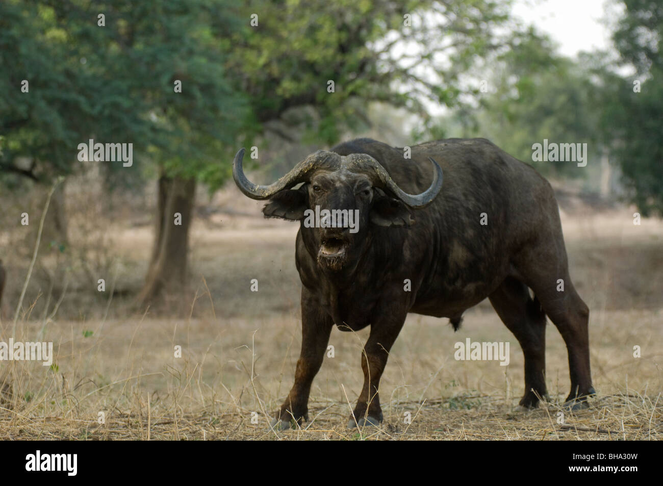 Buffalo in Zimbabwe's Mana Pools National Park Africa Stock Photo - Alamy