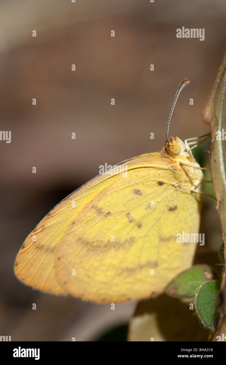 Butterfly butterflies insect insects African insects African wildlife ...