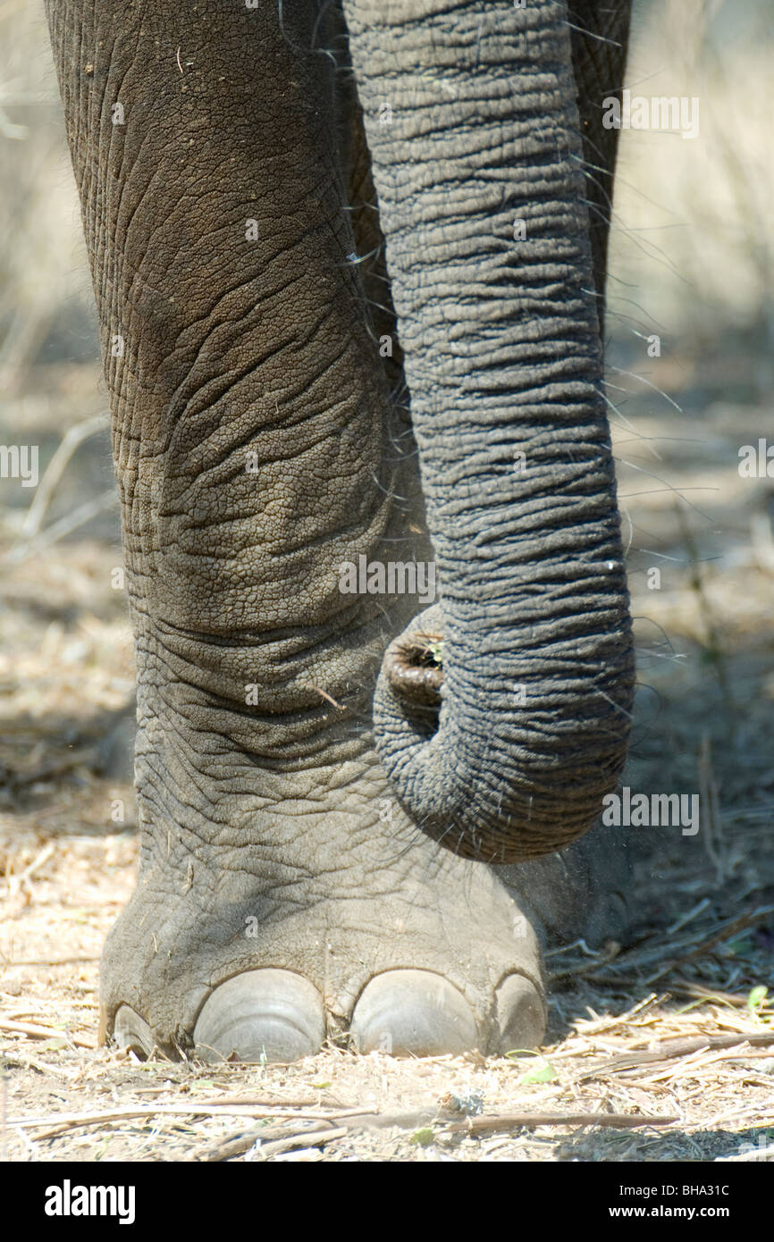 Diversity of prehistoric flora hi-res stock photography and images - Alamy