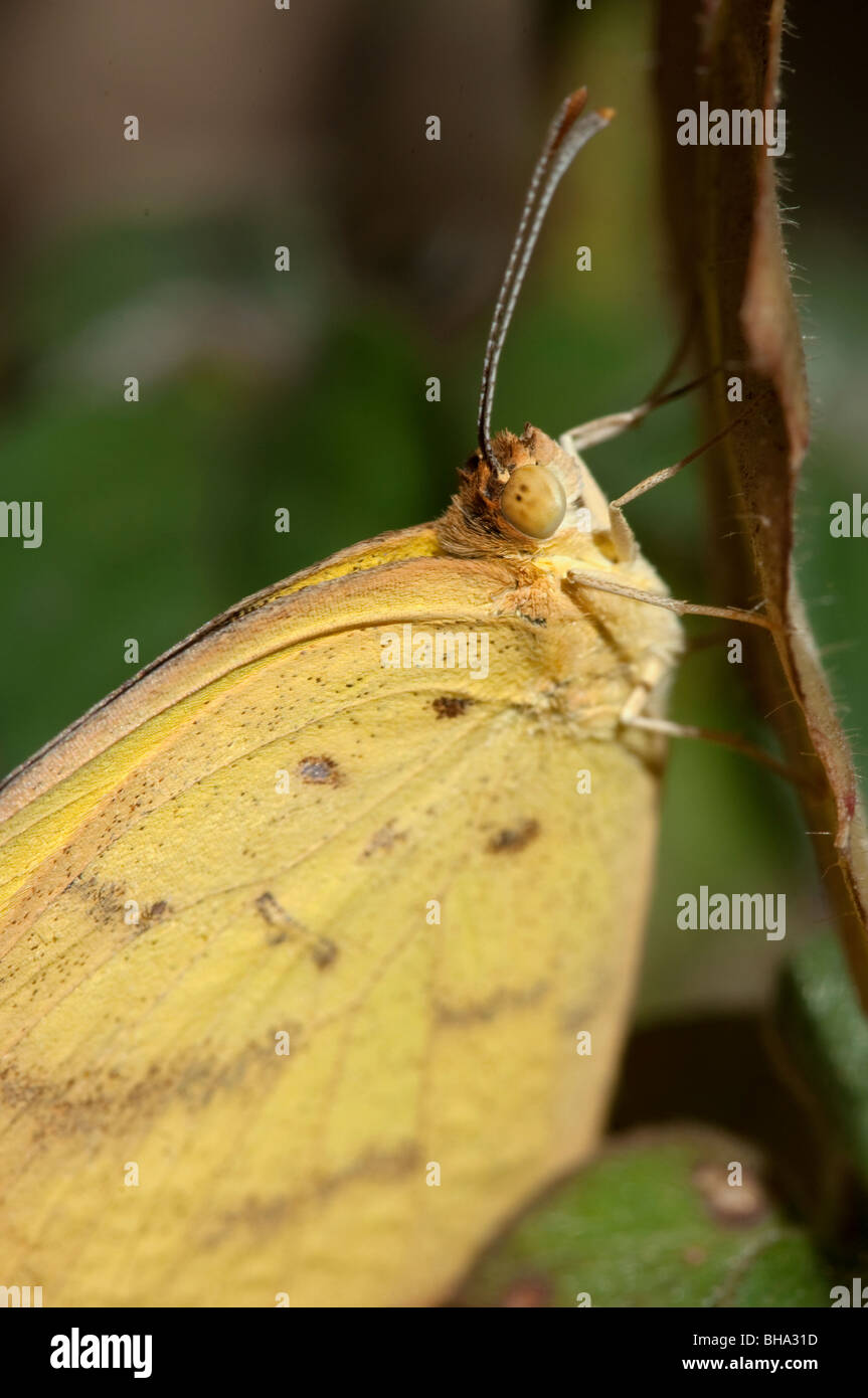 Butterfly butterflies insect insects African insects African wildlife ...