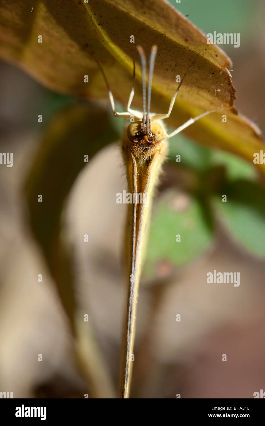 Butterfly butterflies insect insects African insects African wildlife ...