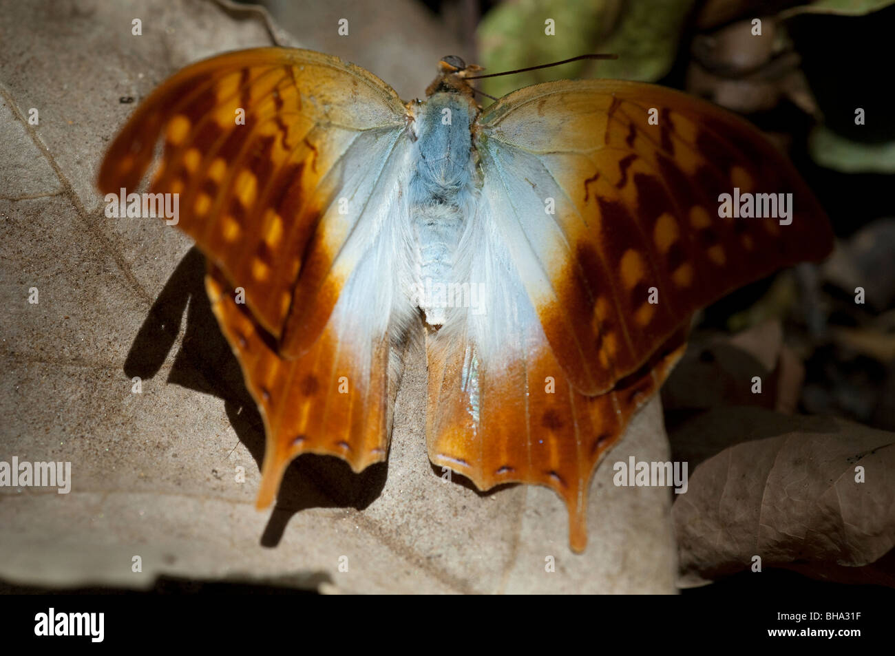 The Pearl Charaxes is one of Zimbabwe's largest and most colourful ...