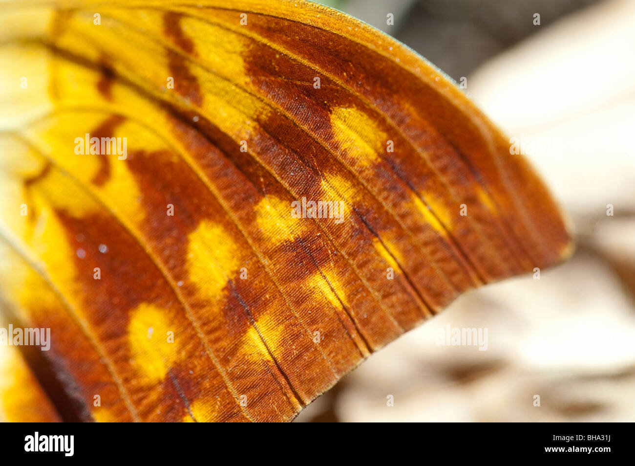 The Pearl Charaxes is one of Zimbabwe's largest and most colourful ...