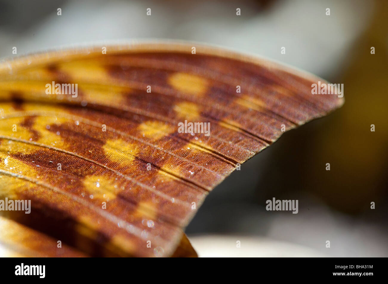 The Pearl Charaxes is one of Zimbabwe's largest and most colourful ...