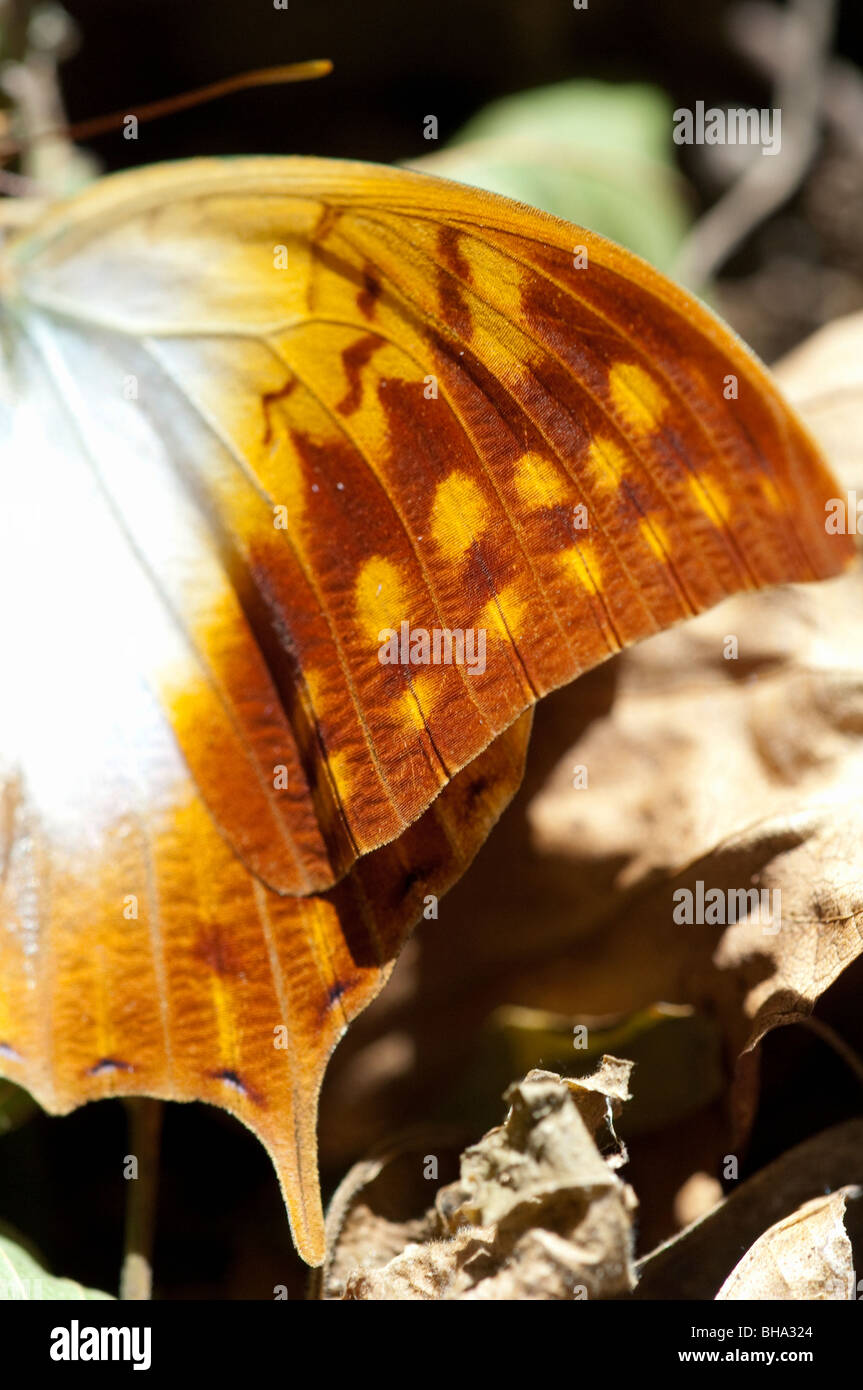 The Pearl Charaxes is one of Zimbabwe's largest and most colourful ...