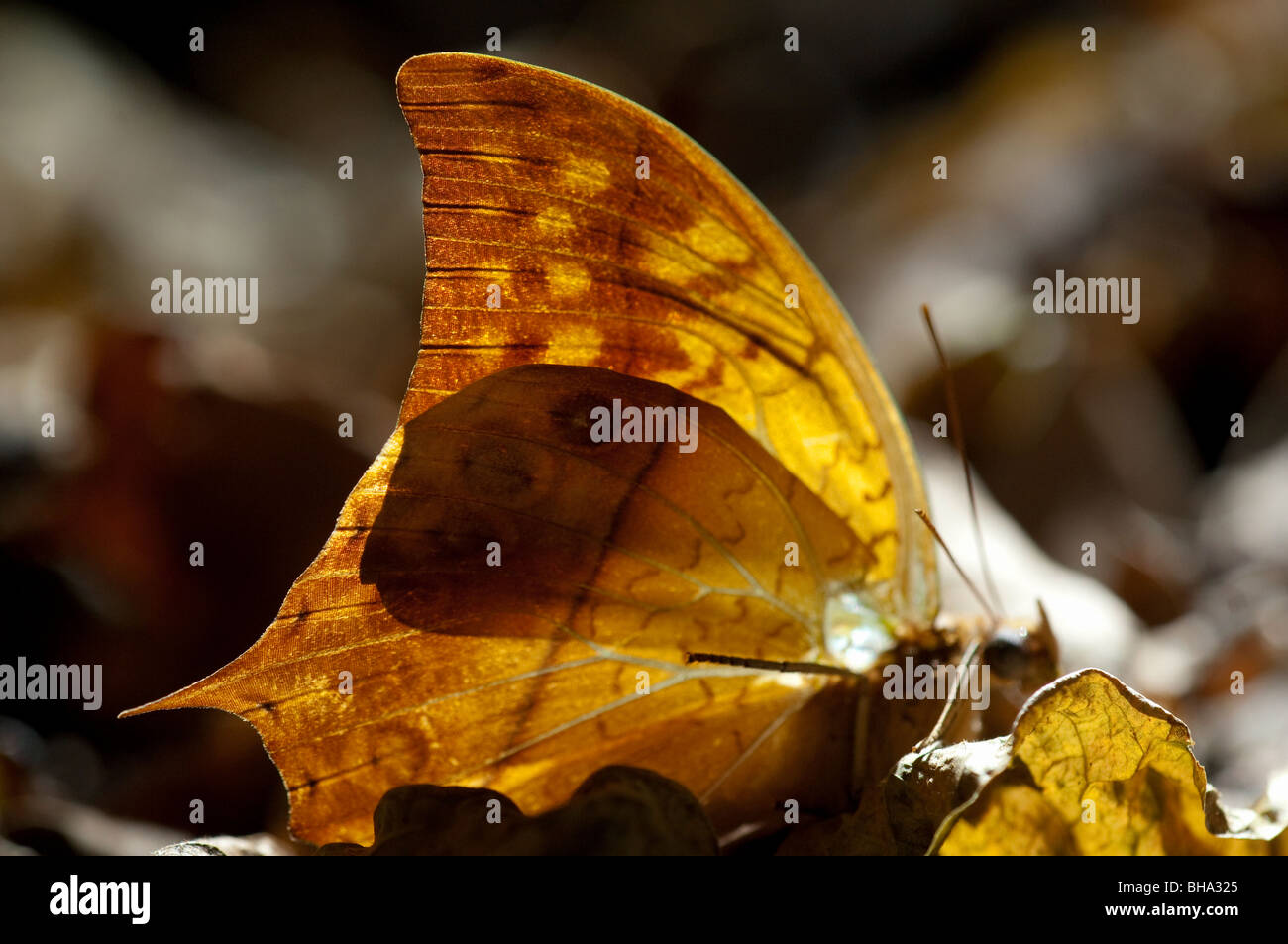 The Pearl Charaxes is one of Zimbabwe's largest and most colourful ...