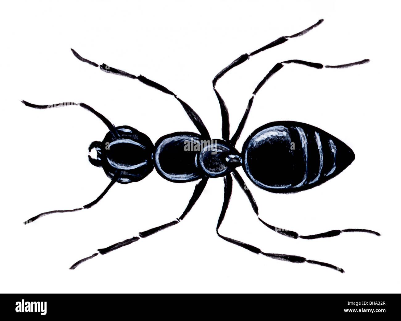 Ant illustration Cut Out Stock Images & Pictures - Alamy