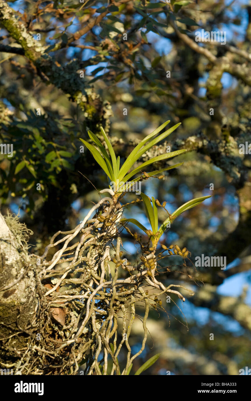 The Chimanimani Mountains on Zimbabwe's Eastern Highlands offer some of ...