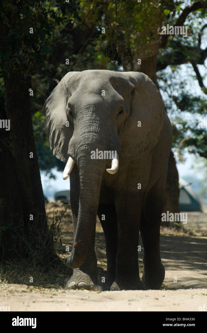 Diversity of prehistoric flora hi-res stock photography and images - Alamy
