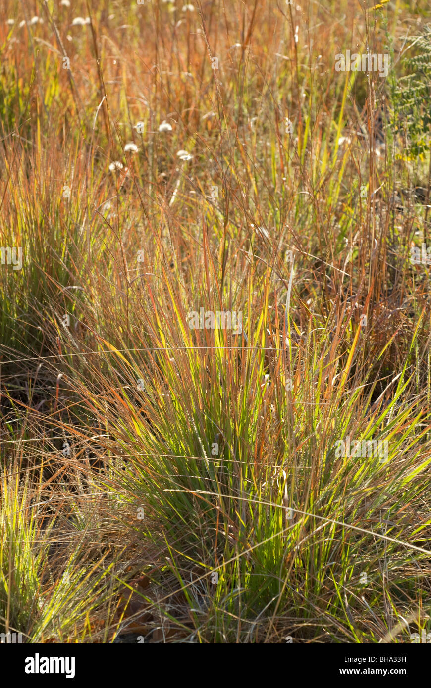 The Chimanimani Mountains on Zimbabwe's Eastern Highlands offer some of ...