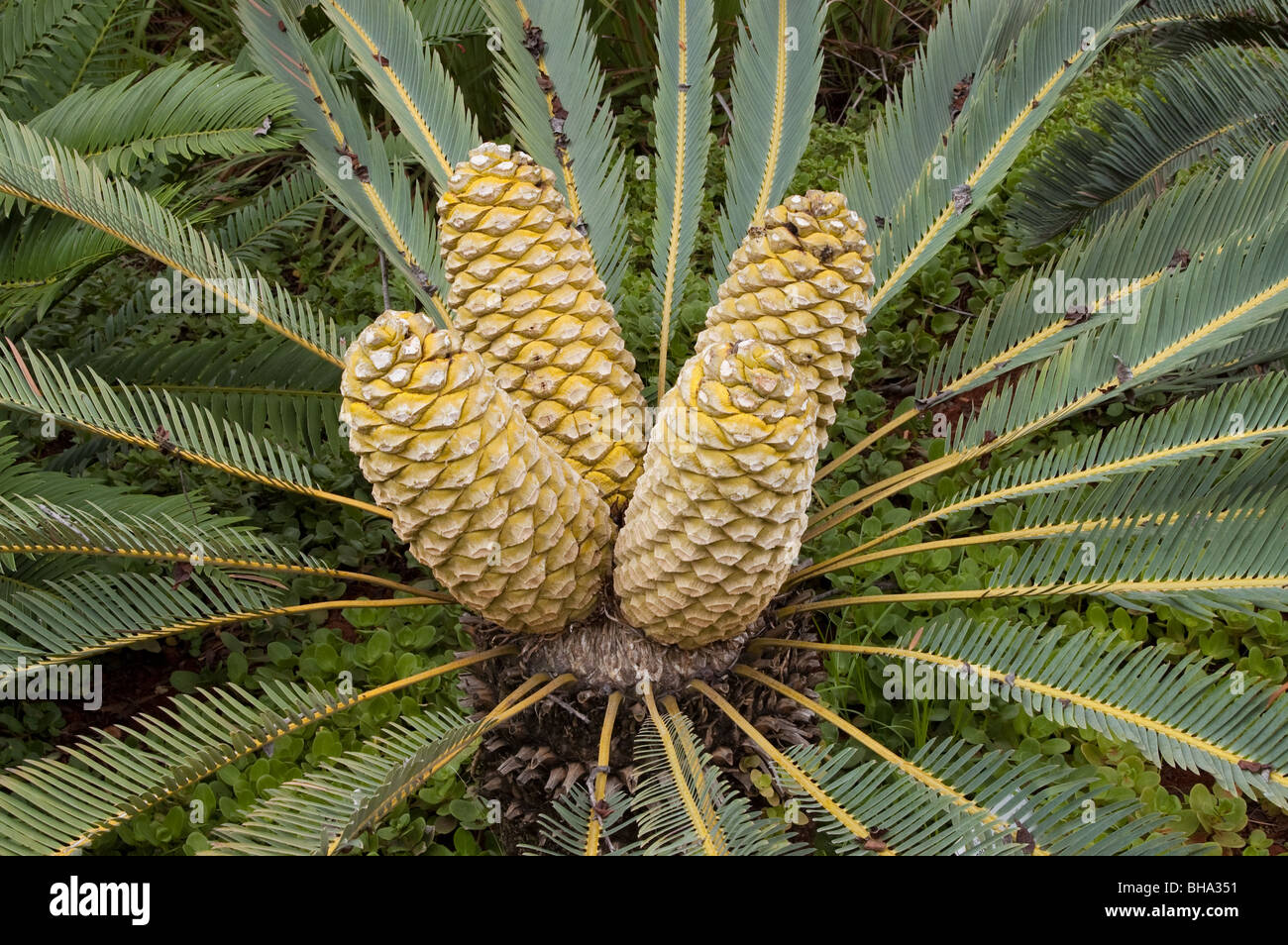 Cycad seed hi-res stock photography and images - Alamy