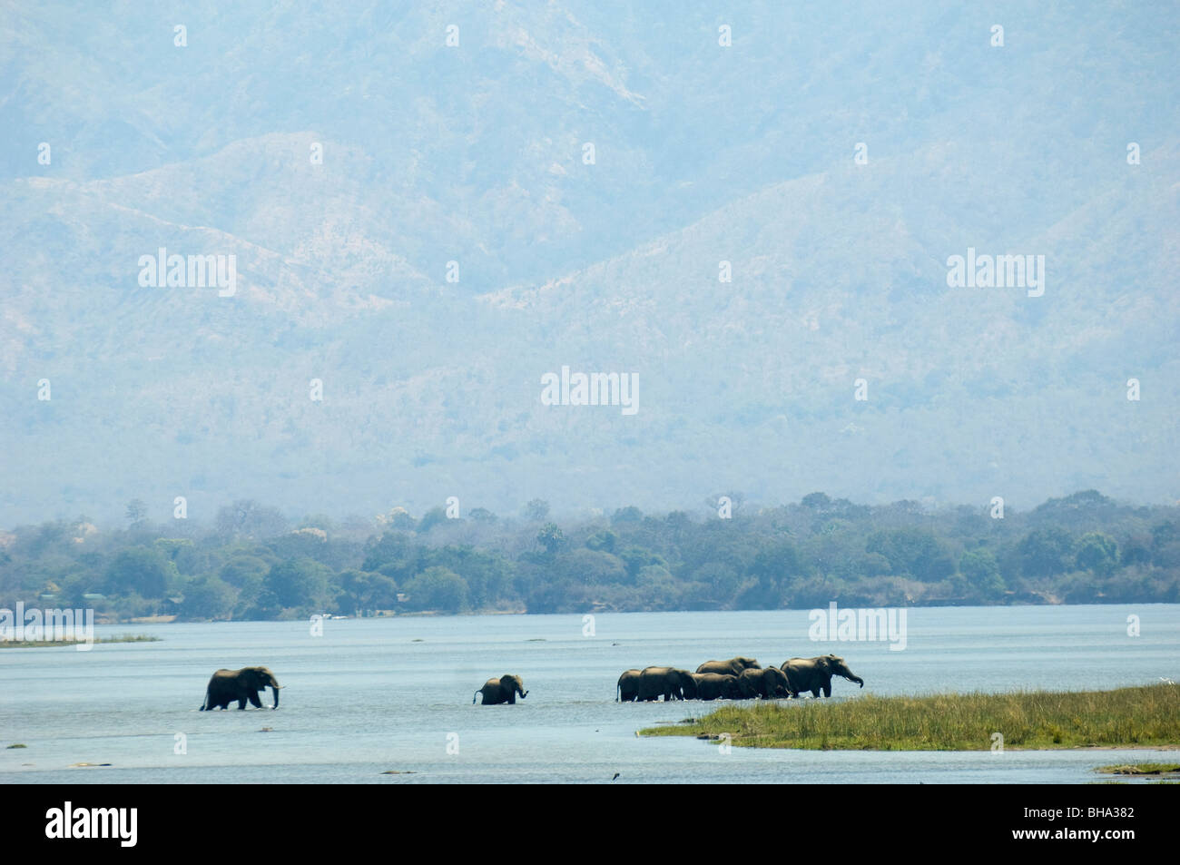 African Elephants on the Zambezi River in Zimbabwe's Mana Pools ...