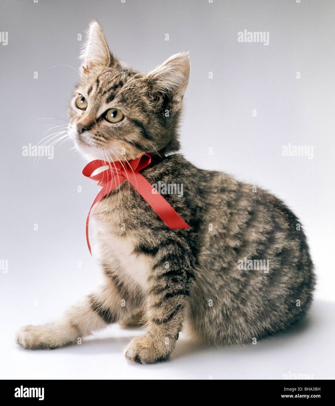 Kitten with red bow Stock Photo - Alamy