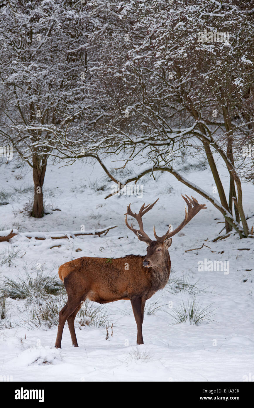 Red deer (Cervus elaphus) stag in the snow in winter, Germany Stock ...