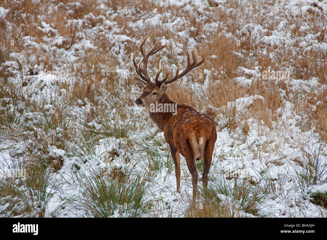 Stag in the snow hi-res stock photography and images - Alamy