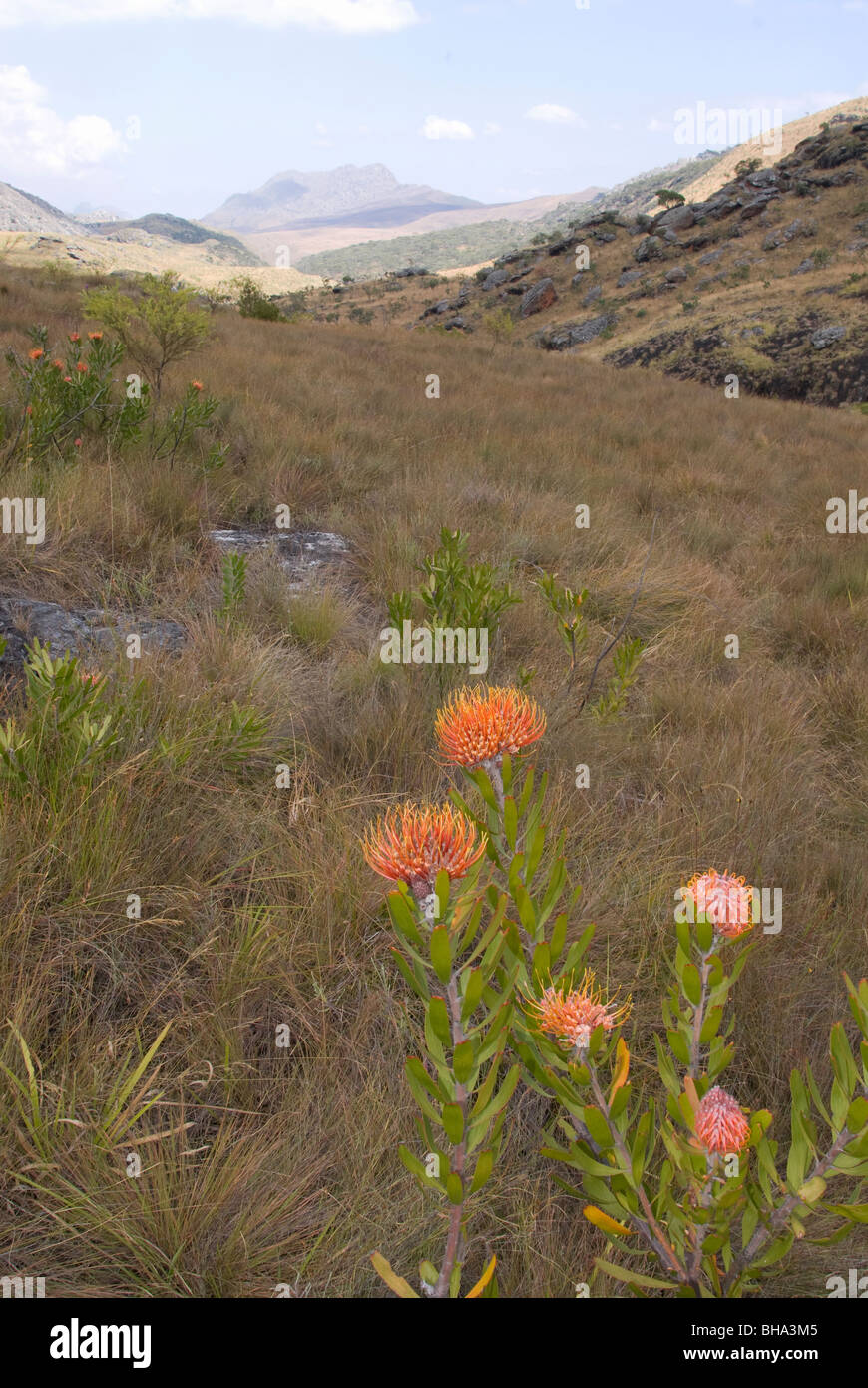Chimanimani National Park Zimbabwe Africa Stock Photo - Alamy