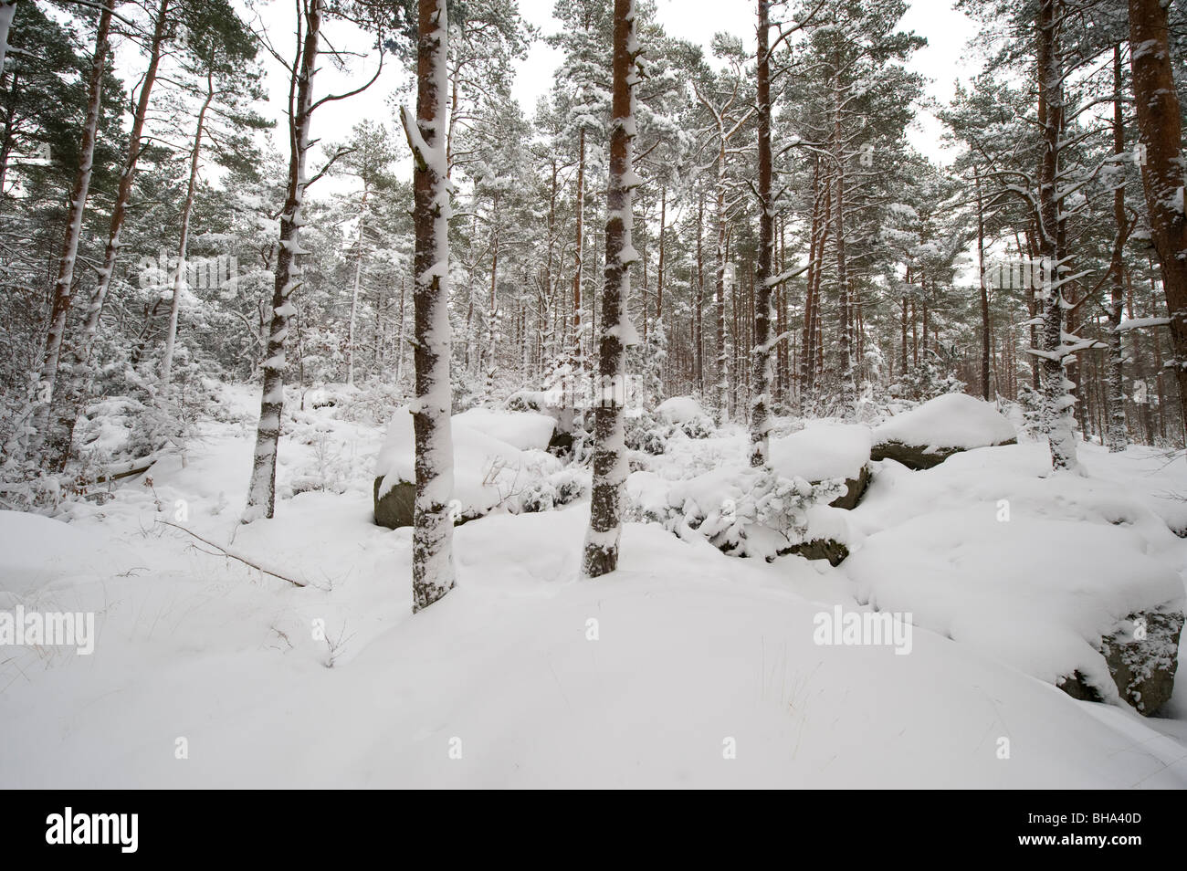 Forest zones hi-res stock photography and images - Alamy