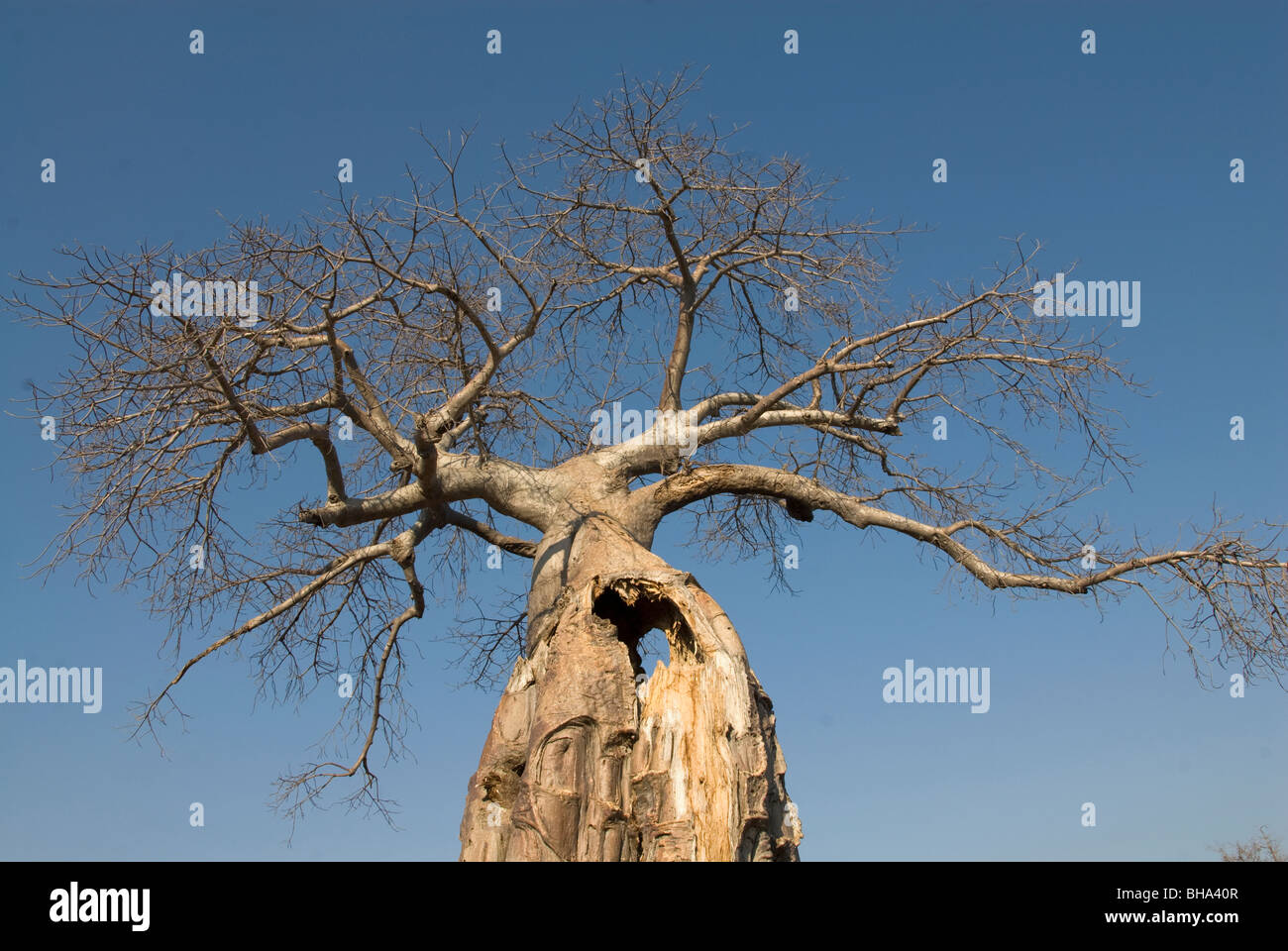 Indigenous tree zimbabwe hi-res stock photography and images - Alamy