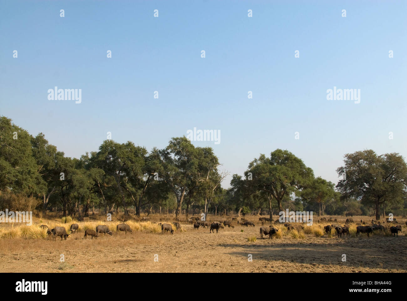 Mana Pools National Park Zimbabwe Africa Stock Photo - Alamy