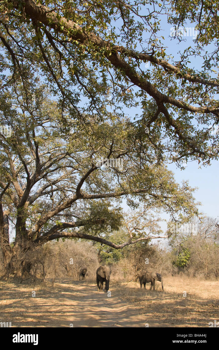Mana Pools National Park Zimbabwe Africa Stock Photo - Alamy