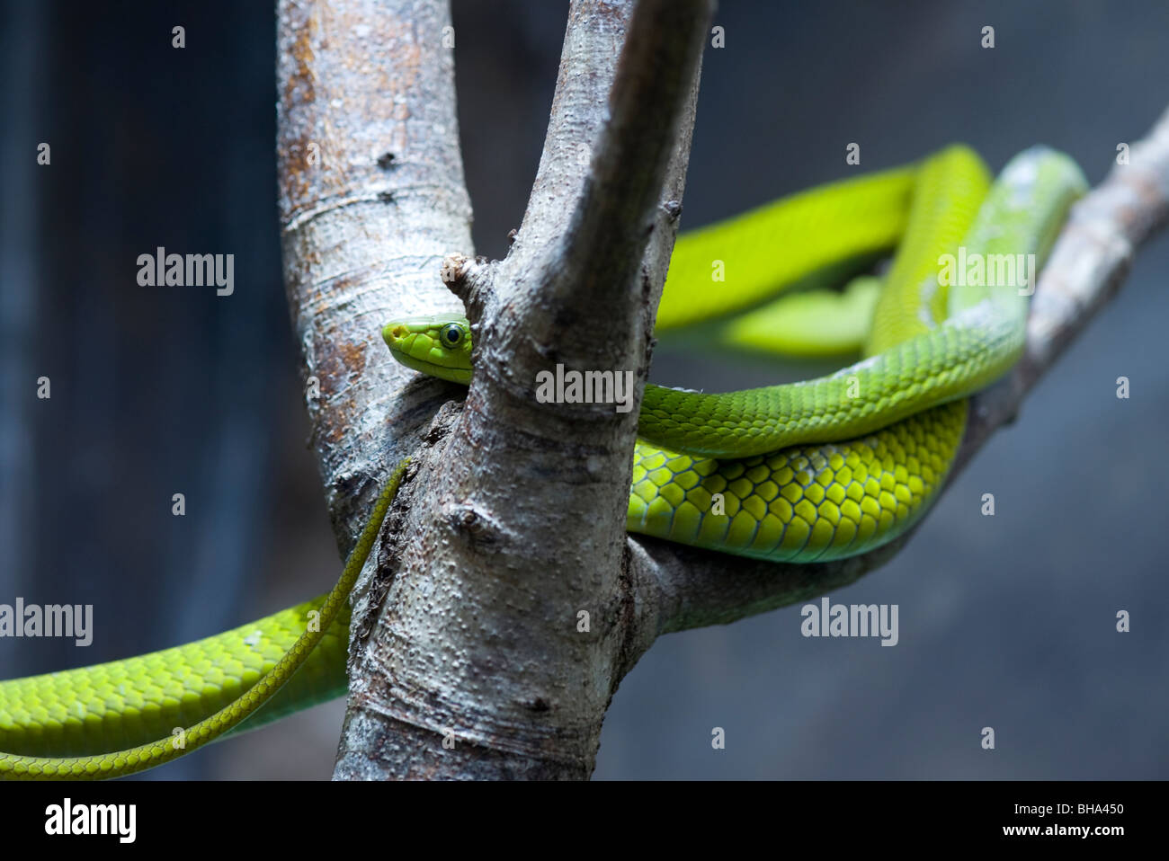 green snake in tree Stock Photo - Alamy