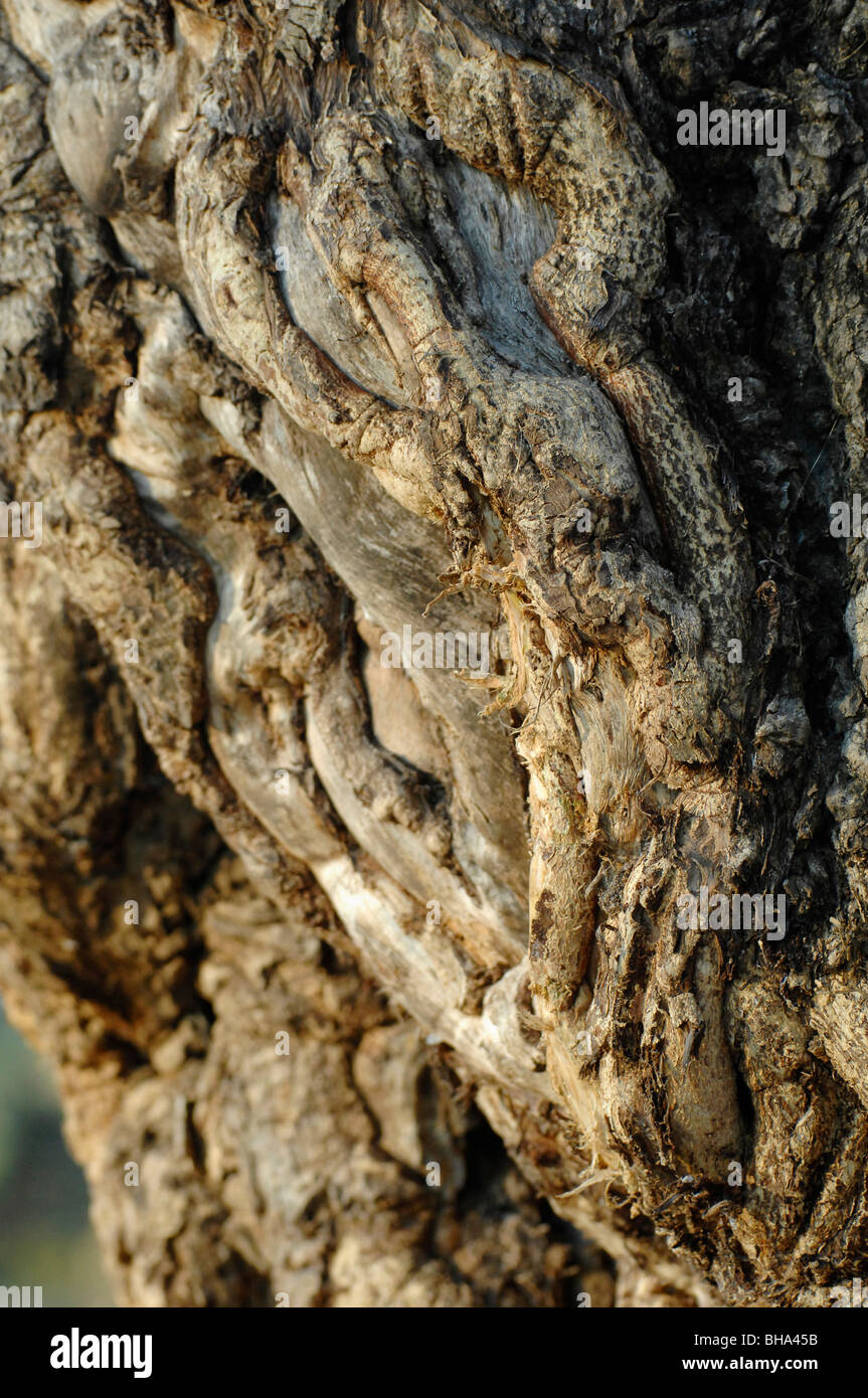 Twisted knobbly hi-res stock photography and images - Alamy