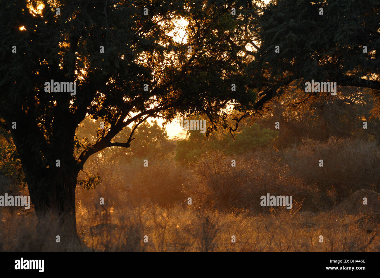Mana Pools National Park Zimbabwe Africa Stock Photo - Alamy