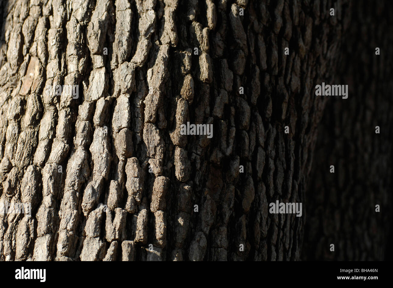 Leadwood combretum imberbe hi-res stock photography and images - Alamy